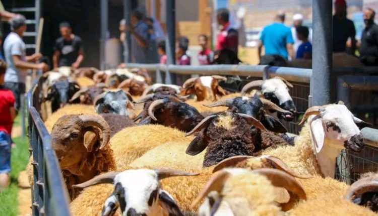 Exclusive: Livestock Trader Speaks to About Rising National Sacrificial ...